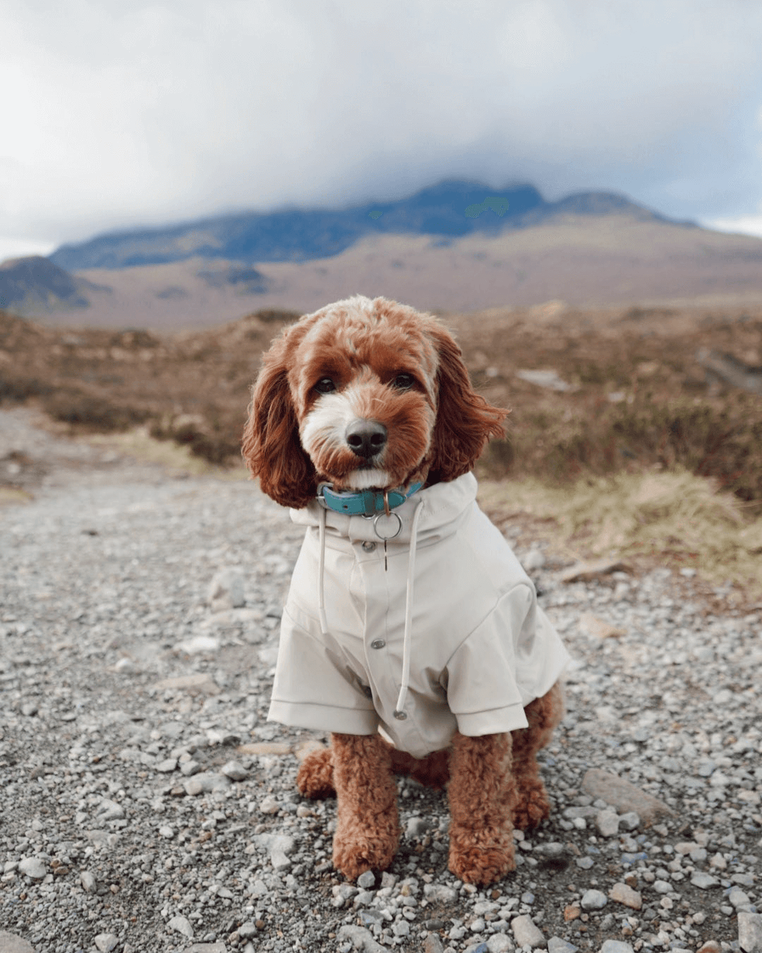 The Complete Cavapoochon Breed Guide | Barc London