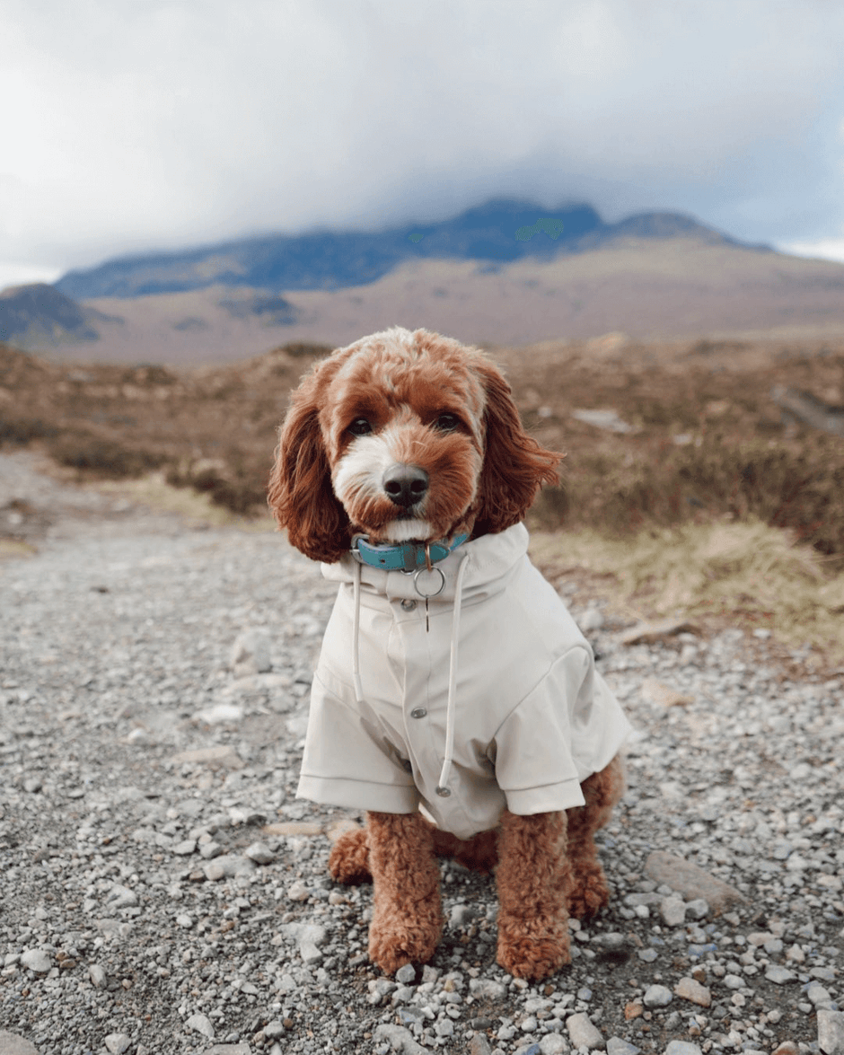 The Complete Cavapoochon Breed Guide | Barc London