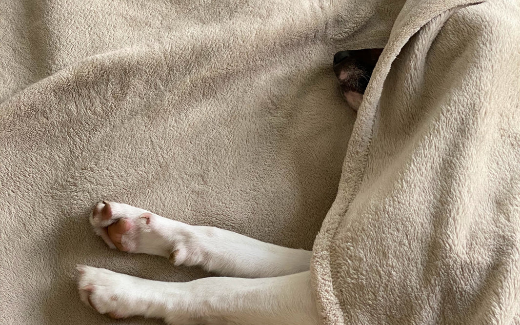 Dog Earwax Colour Chart & Care Guide | Barc London