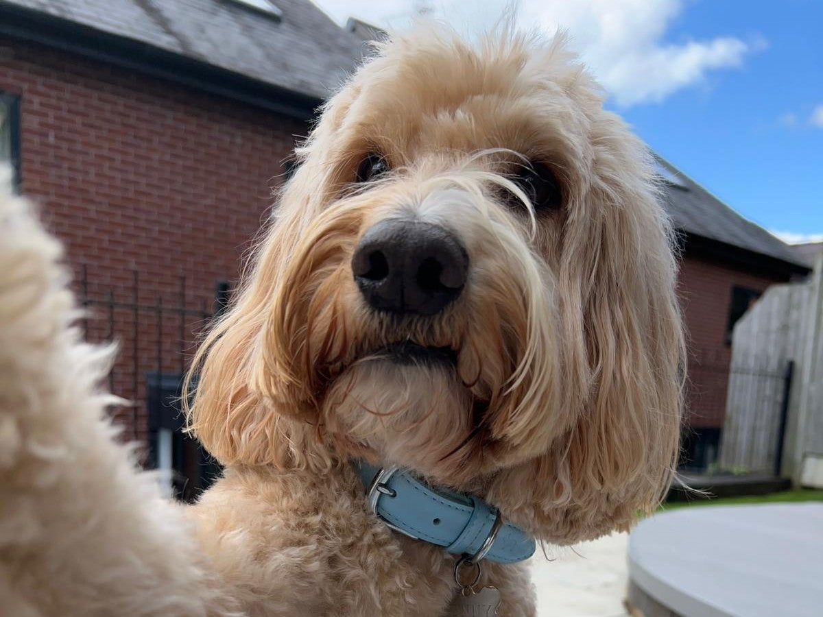 How to take the perfect dog selfie | Barc London