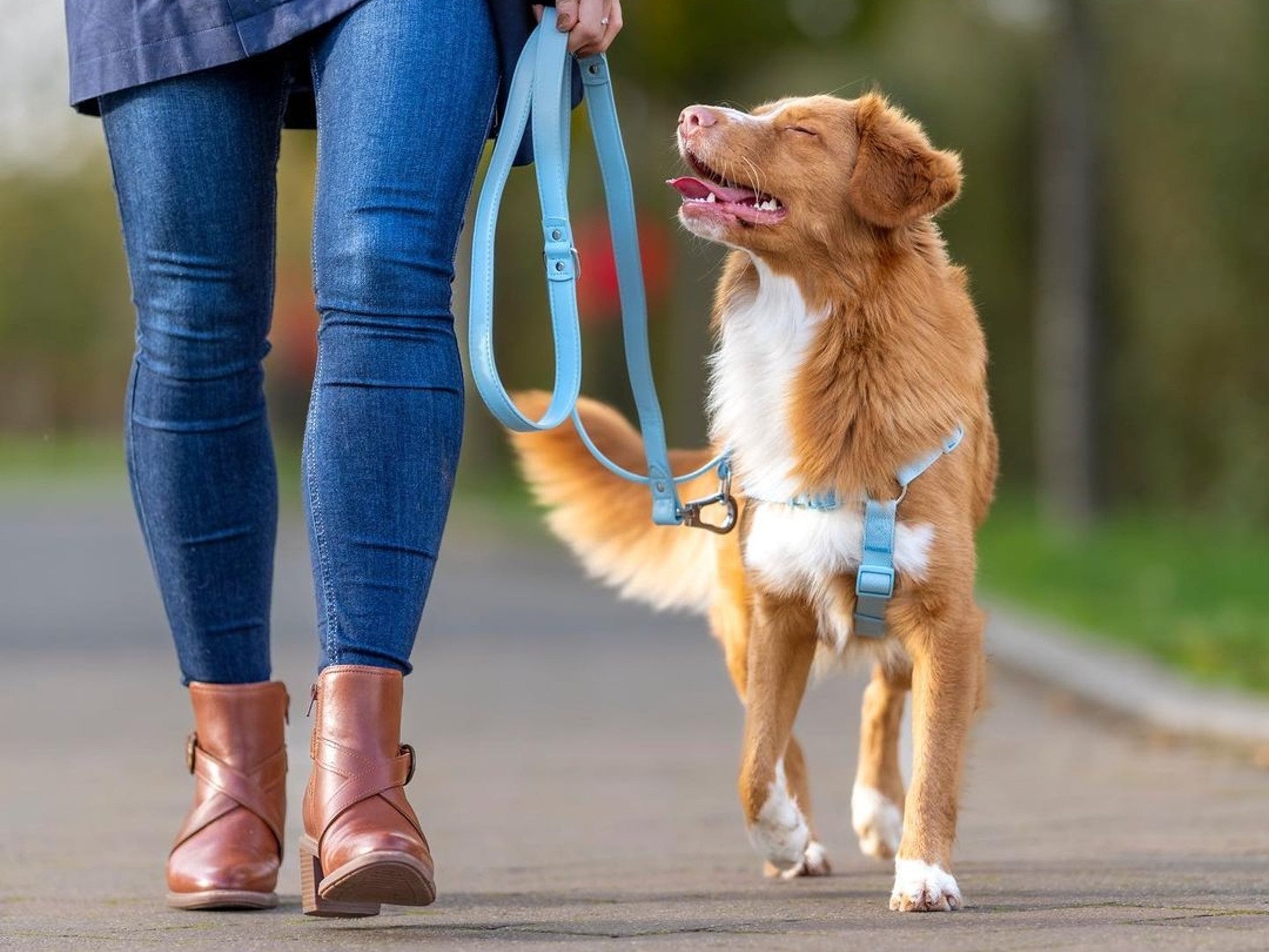 The Nova Scotia Duck Tolling Retriever Guide | Barc London