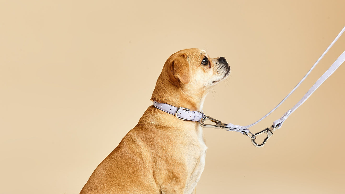 Dog Leads | Short & Adjustable Leads | Barc London