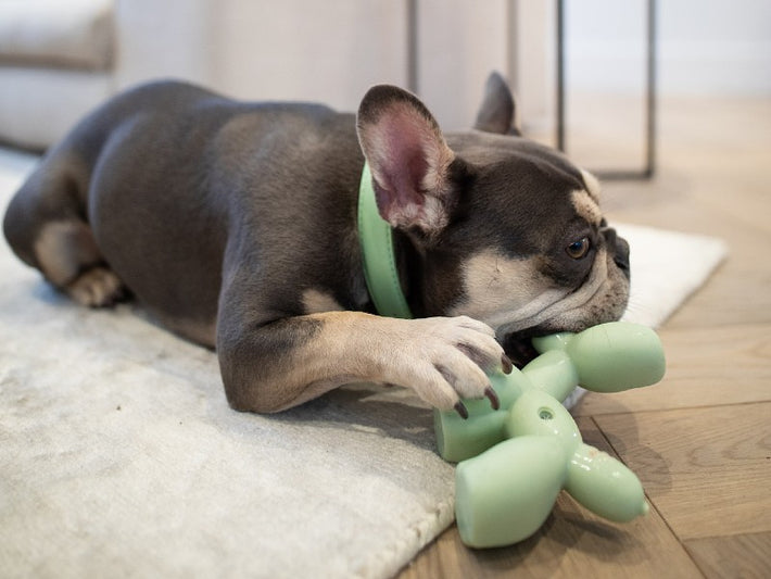 Best French Bulldog Accessories for Frenchies | Barc London
