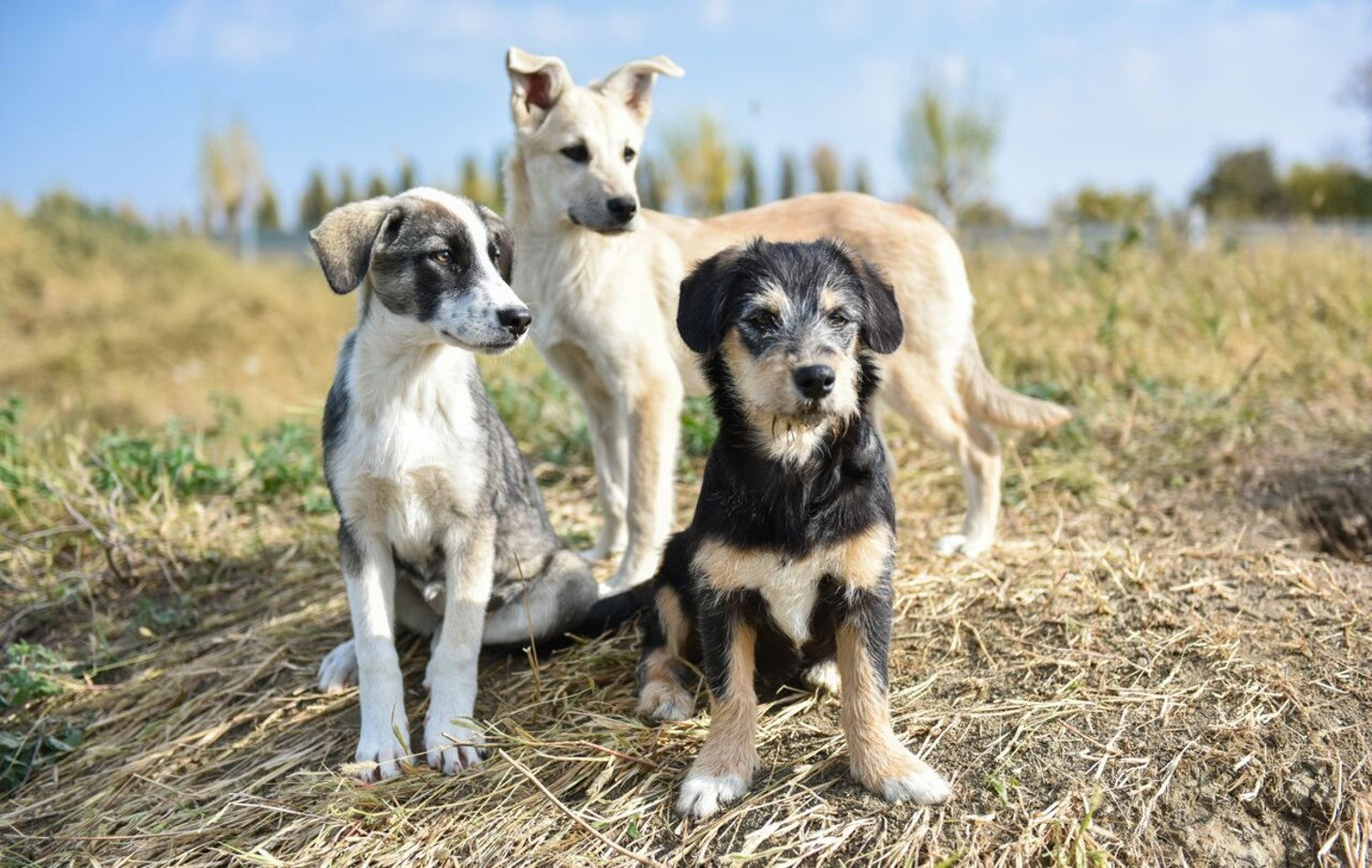 National Rescue Dog Day: Jenny's WAHF adoption experience